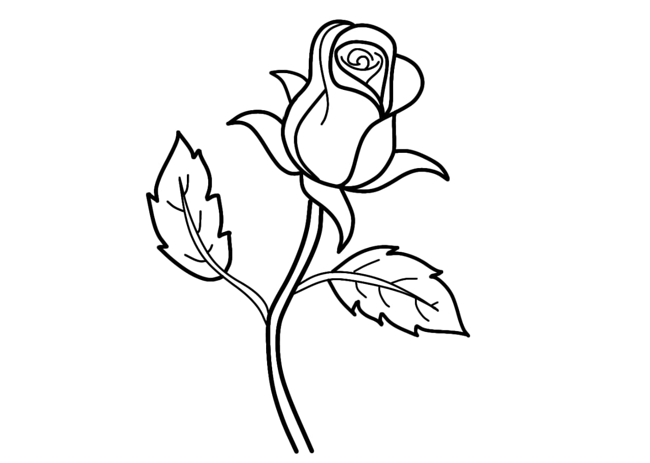 How to Draw a Rose - Simple Drawing Ideas